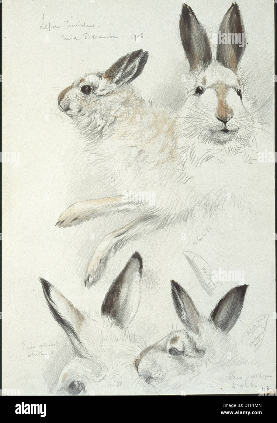 Lepus timidus, Arctic hare Stock Photo - Alamy