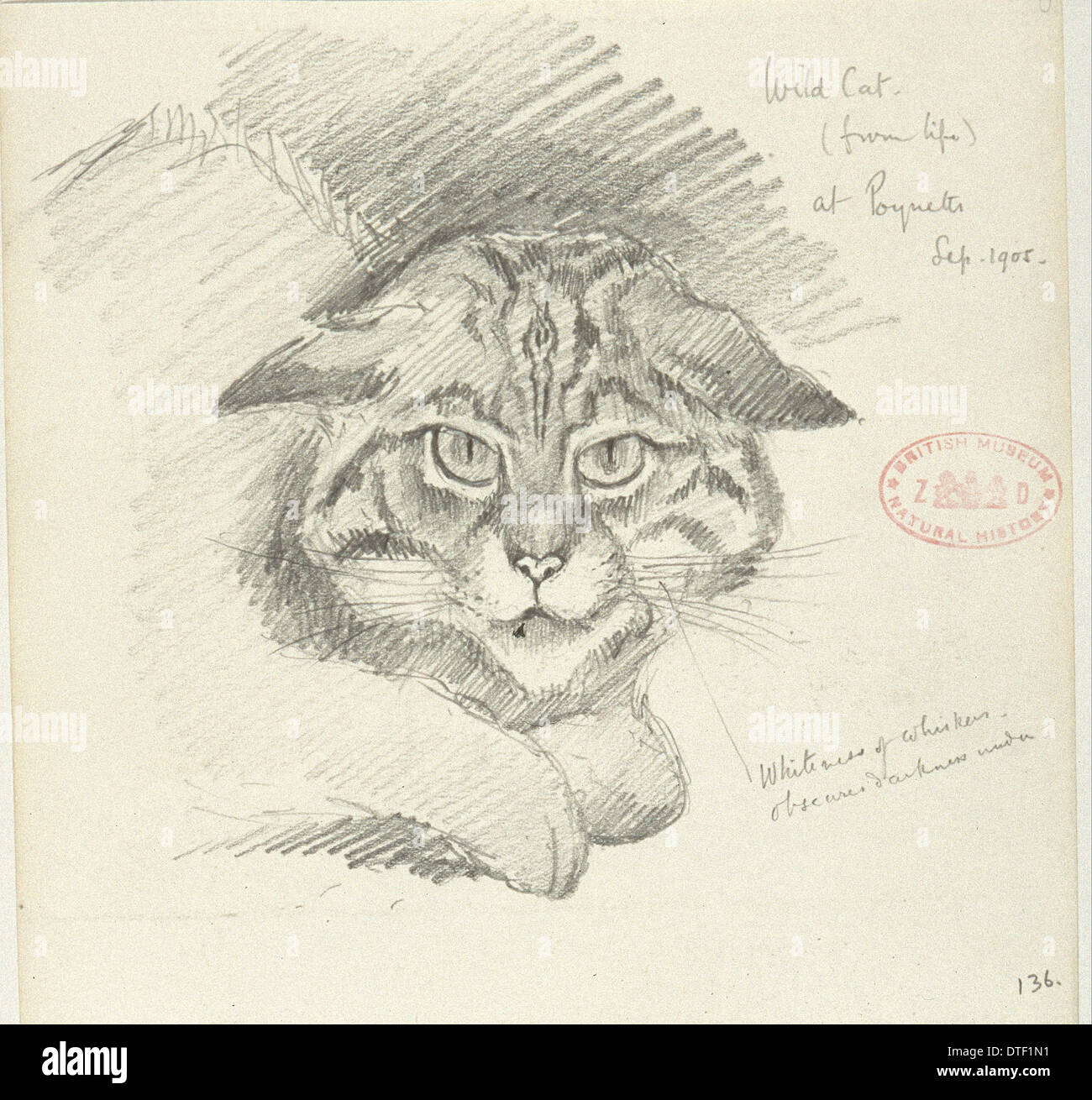 Wildcat drawing hi-res stock photography and images - Alamy