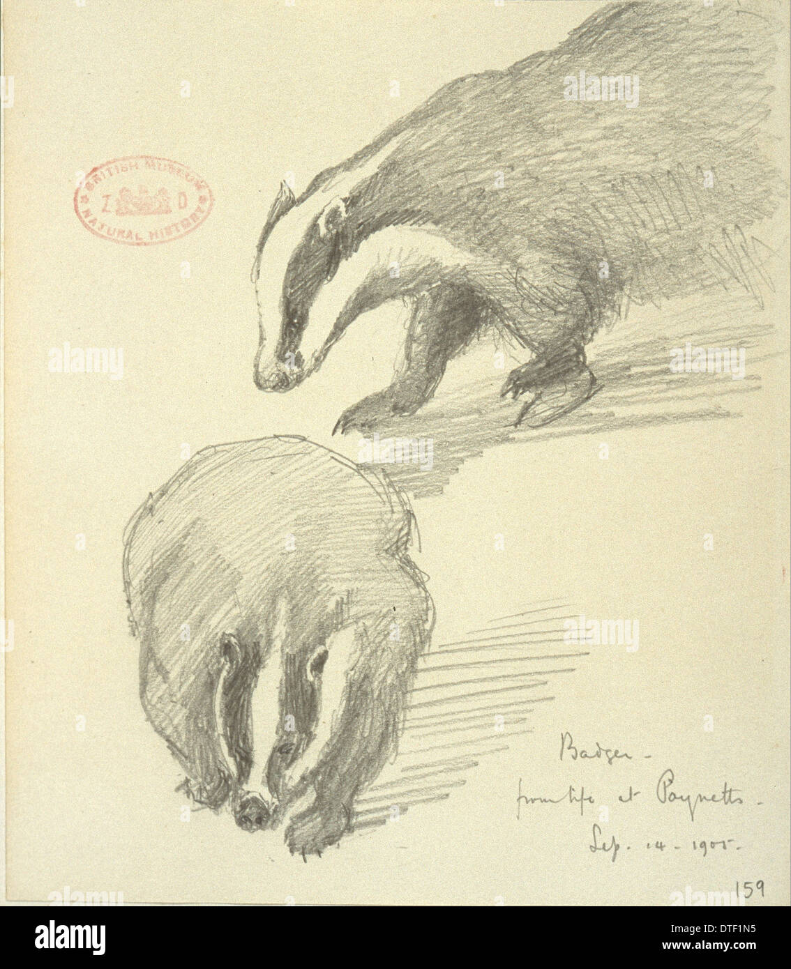 Meles leptorynchus eurasian badger hi-res stock photography and images ...