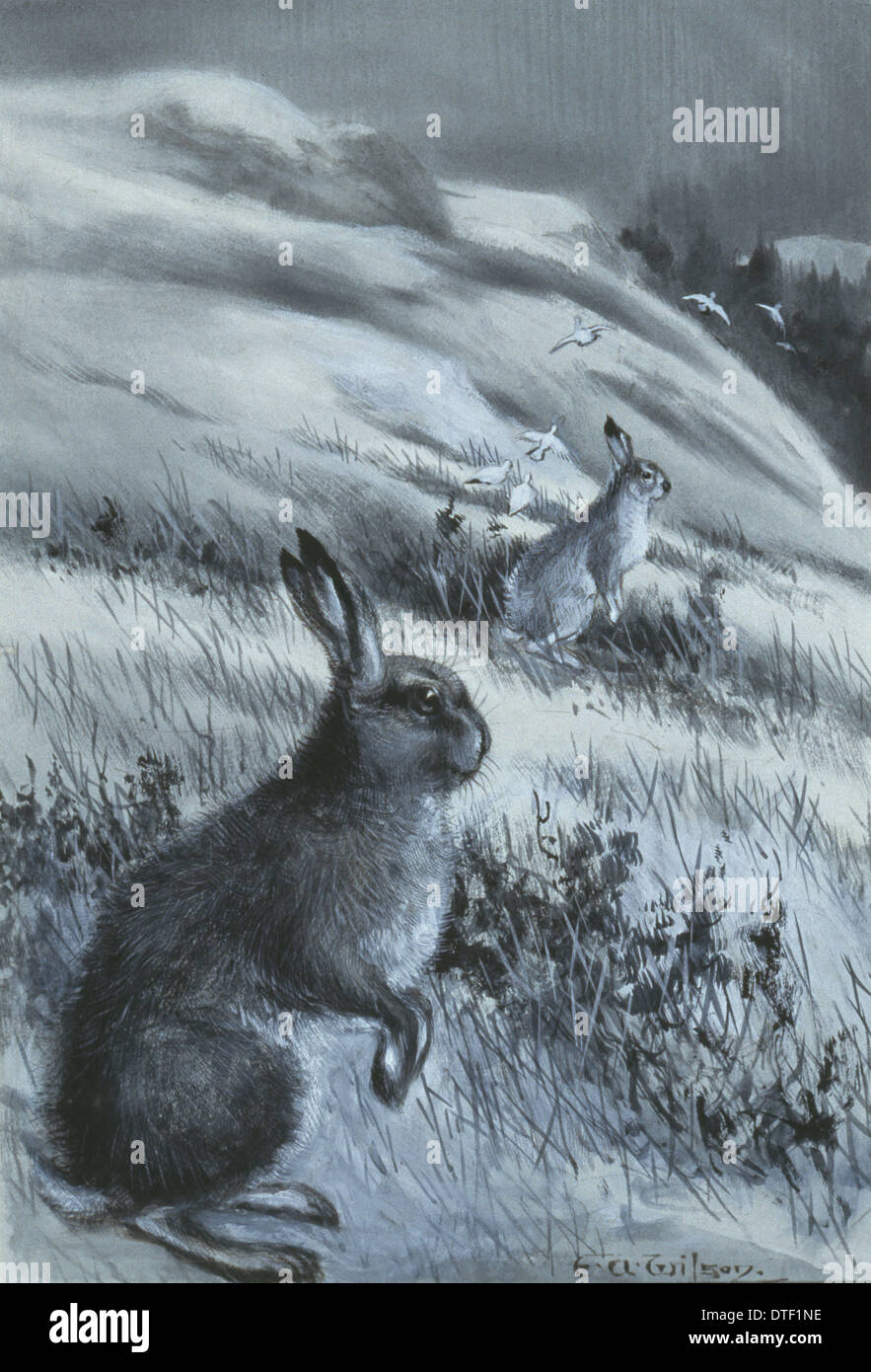 Lepus timidus, Arctic hare Stock Photo - Alamy