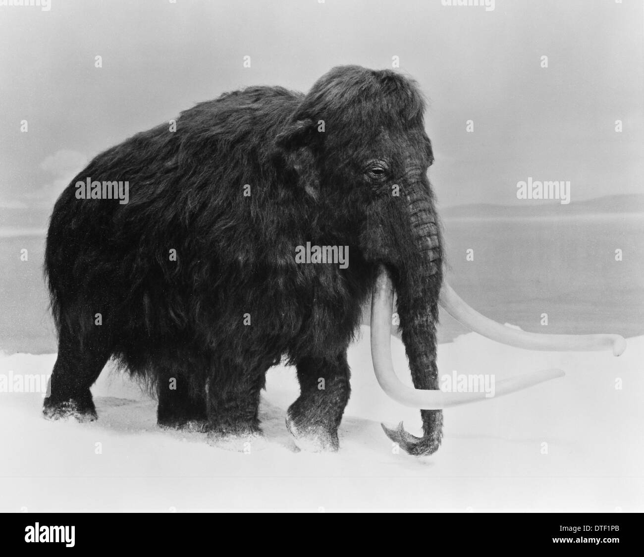 Woolly mammoth prehistoric hi-res stock photography and images - Alamy