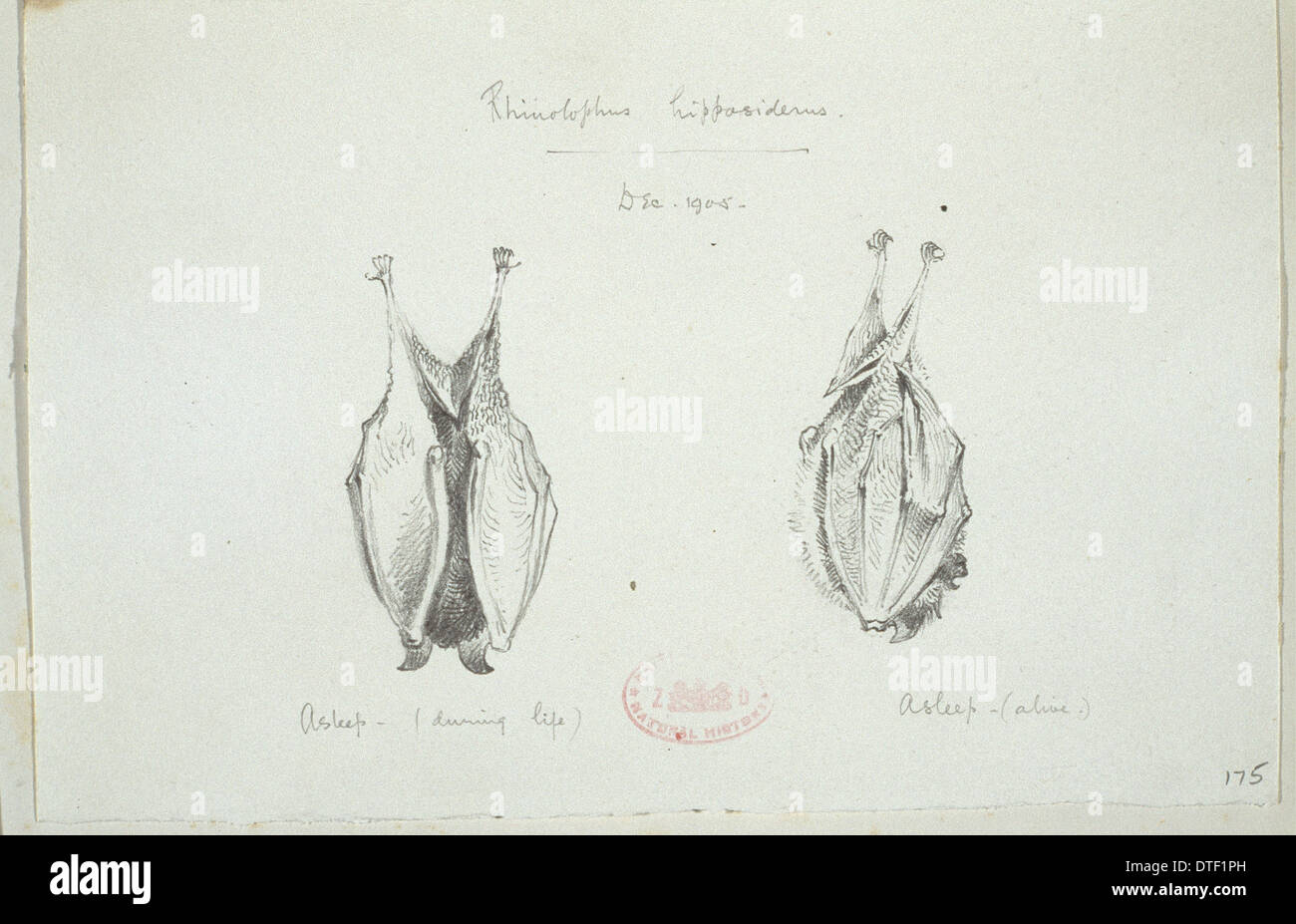 Rhinolophus hipposideros, lesser horseshoe bat Stock Photo - Alamy