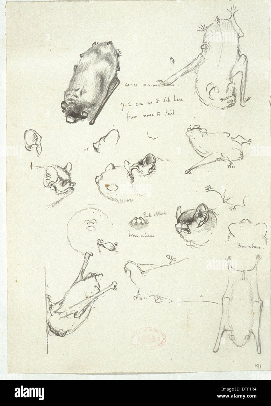 Nyctalus leisleri, lesser noctule Stock Photo - Alamy