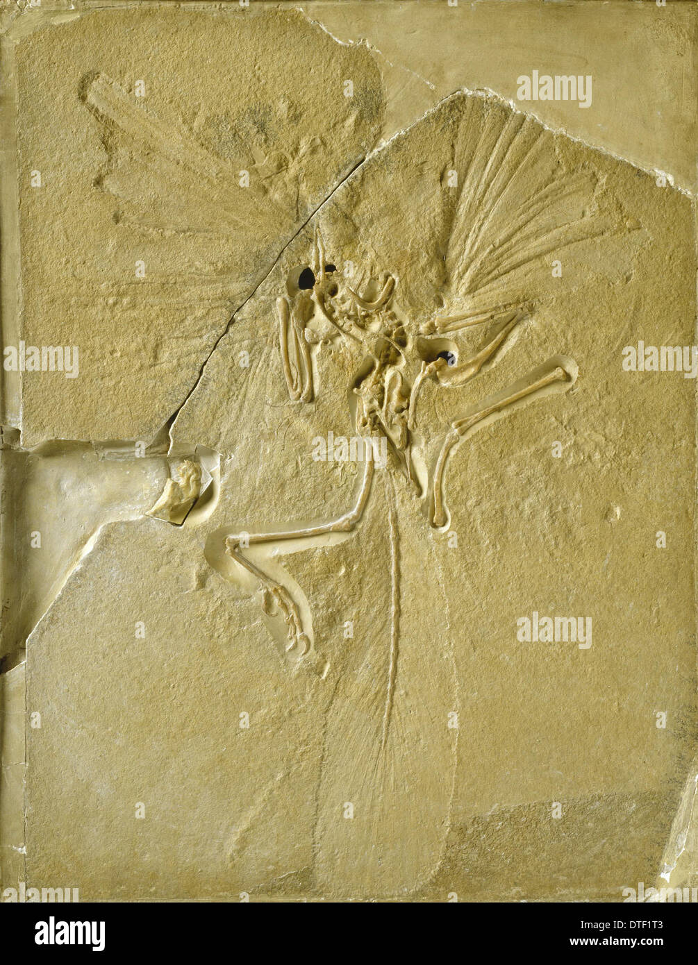 Archaeopteryx feather lithographica hi-res stock photography and images ...