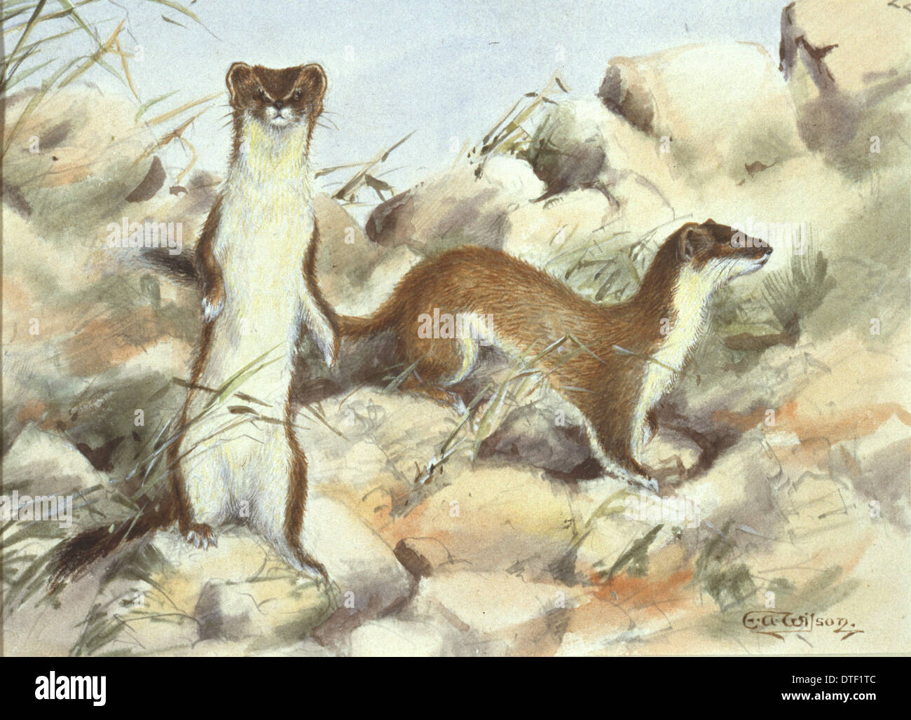Mustela erminea, ermine Stock Photo - Alamy
