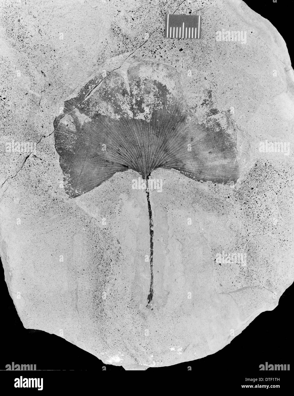 Eocene fossil Black and White Stock Photos & Images - Alamy
