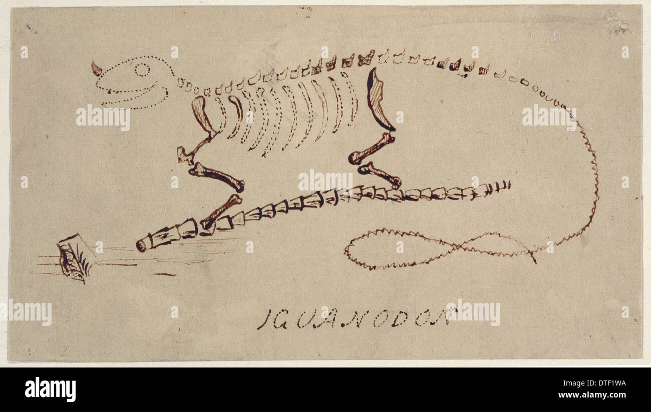 Iguanodon reconstruction by Gideon Mantell Stock Photo - Alamy