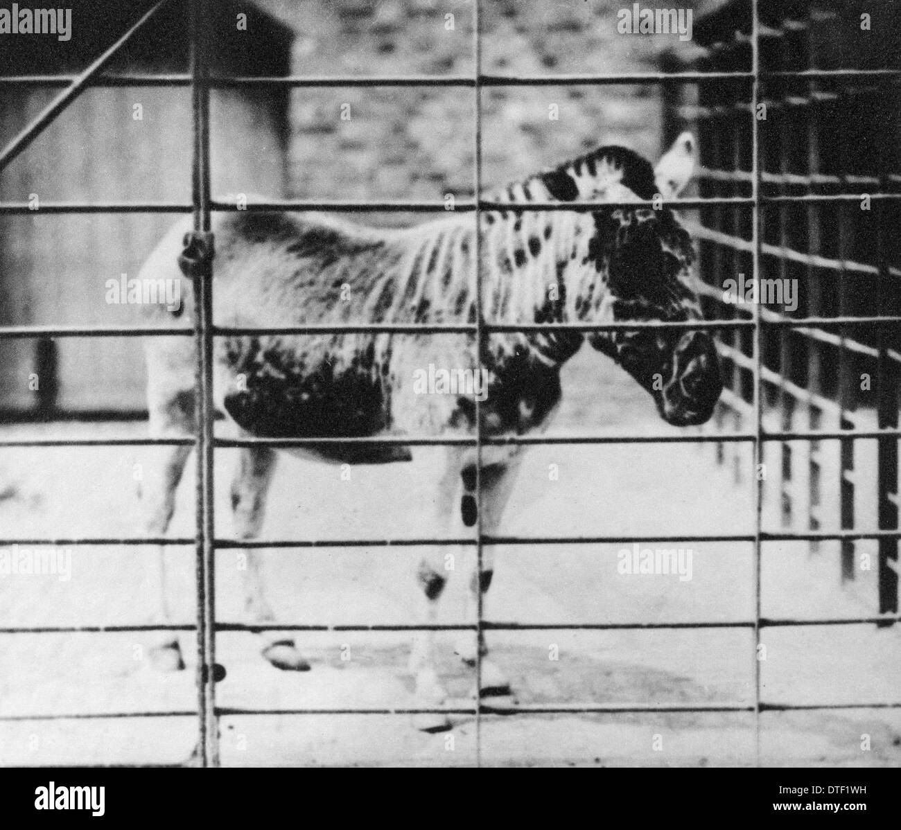 Hippomorpha hi-res stock photography and images - Alamy