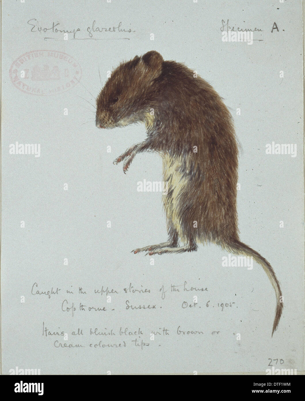 Clethrionomys glareolus, bank vole Stock Photo - Alamy