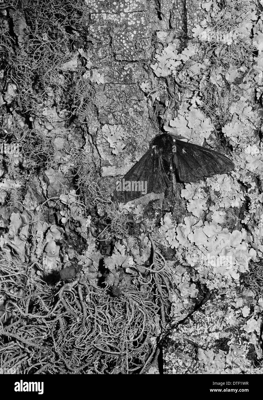 Moth or butterfly Black and White Stock Photos & Images - Alamy