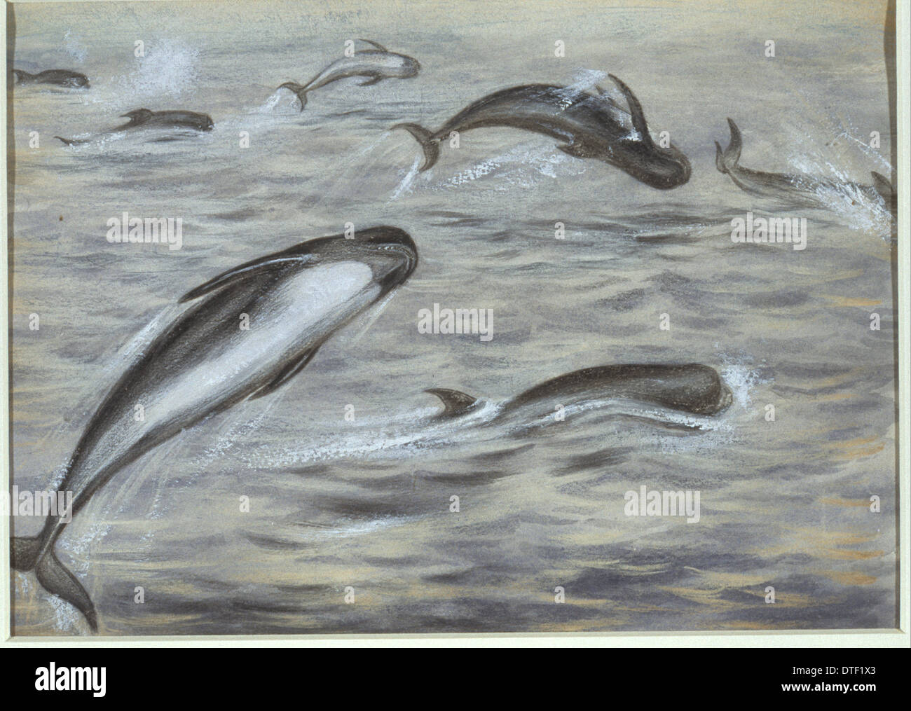 Globicephala melas, long-finned pilot whale Stock Photo - Alamy