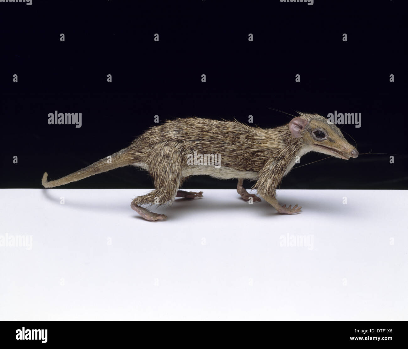 Megazostrodon High Resolution Stock Photography and Images - Alamy