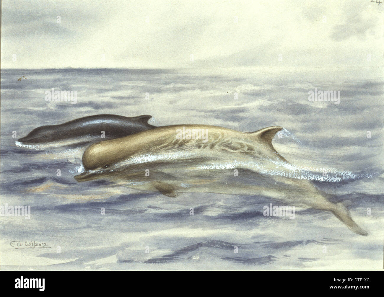Hyperoodon ampullatus, northern bottlenose whale Stock Photo - Alamy Hyperoodon ampullatus, northern bottlenose whale Stock Photo - Alamy