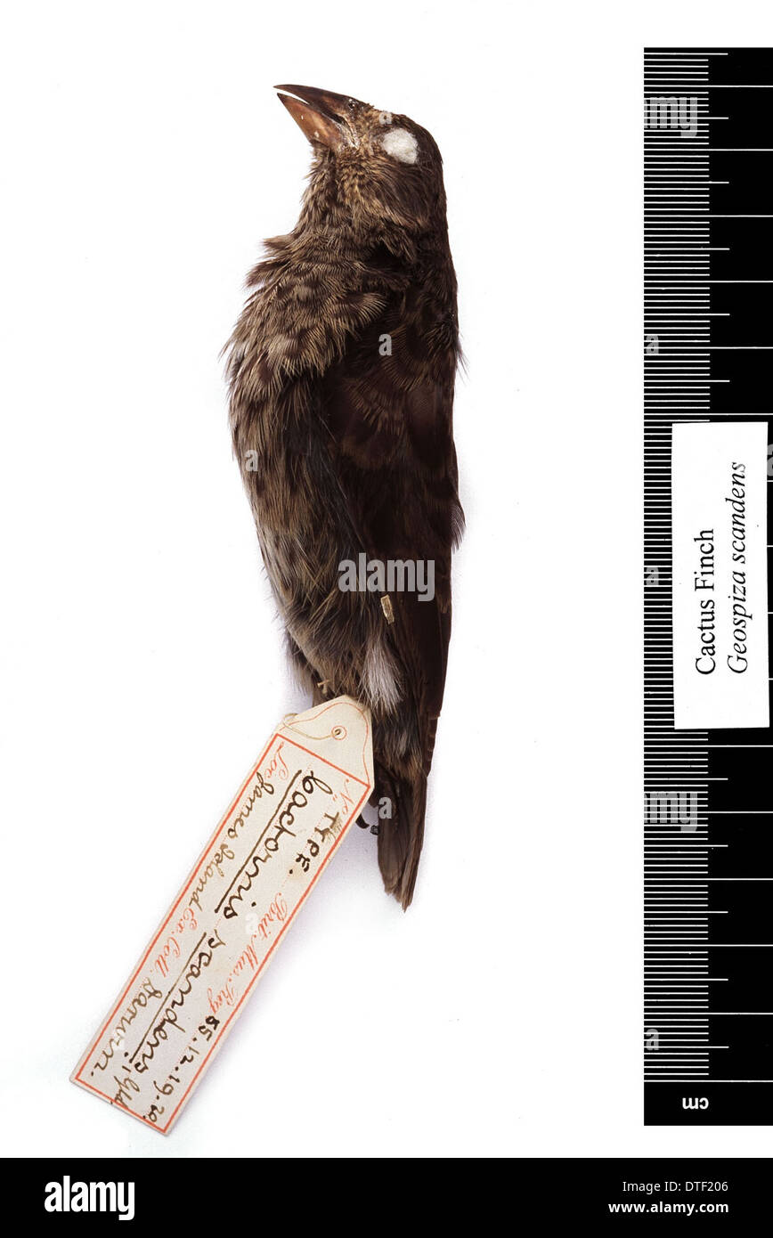 Geospiza scandens, common cactus finch Stock Photo - Alamy