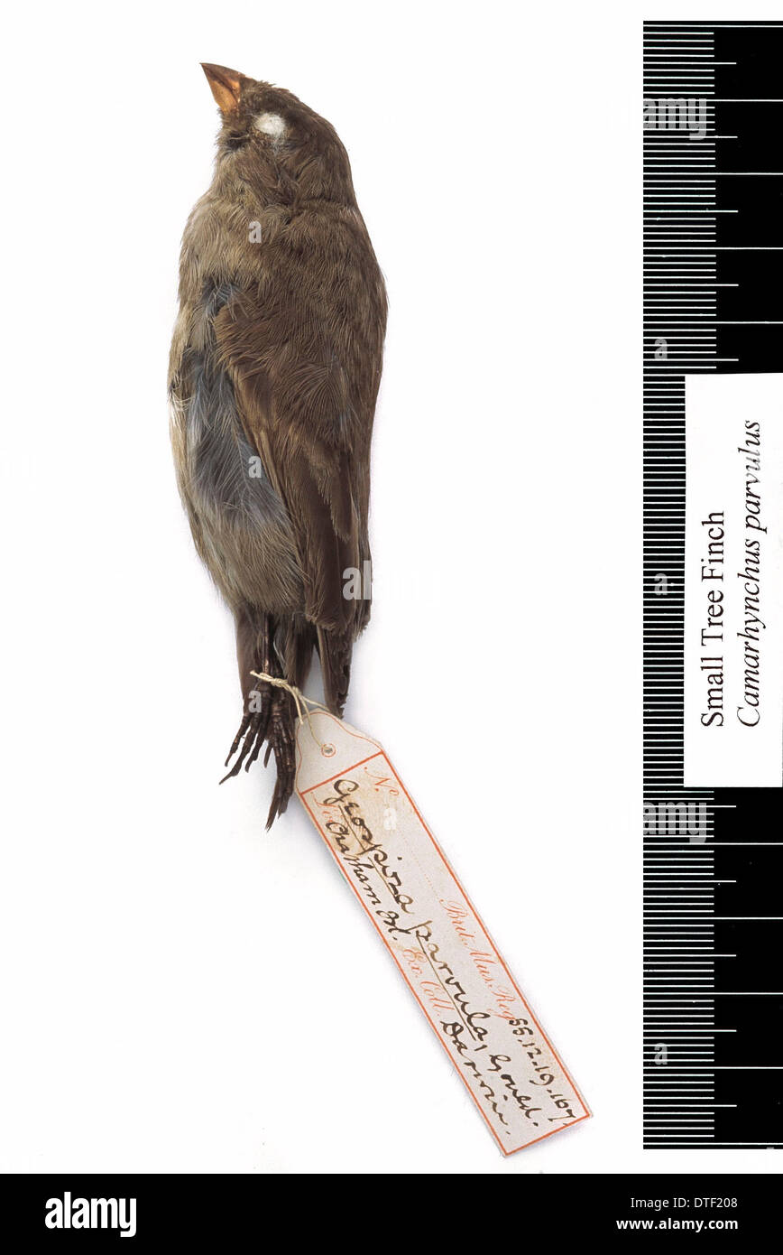 Camarhynchus parvulus, small tree finch Stock Photo - Alamy