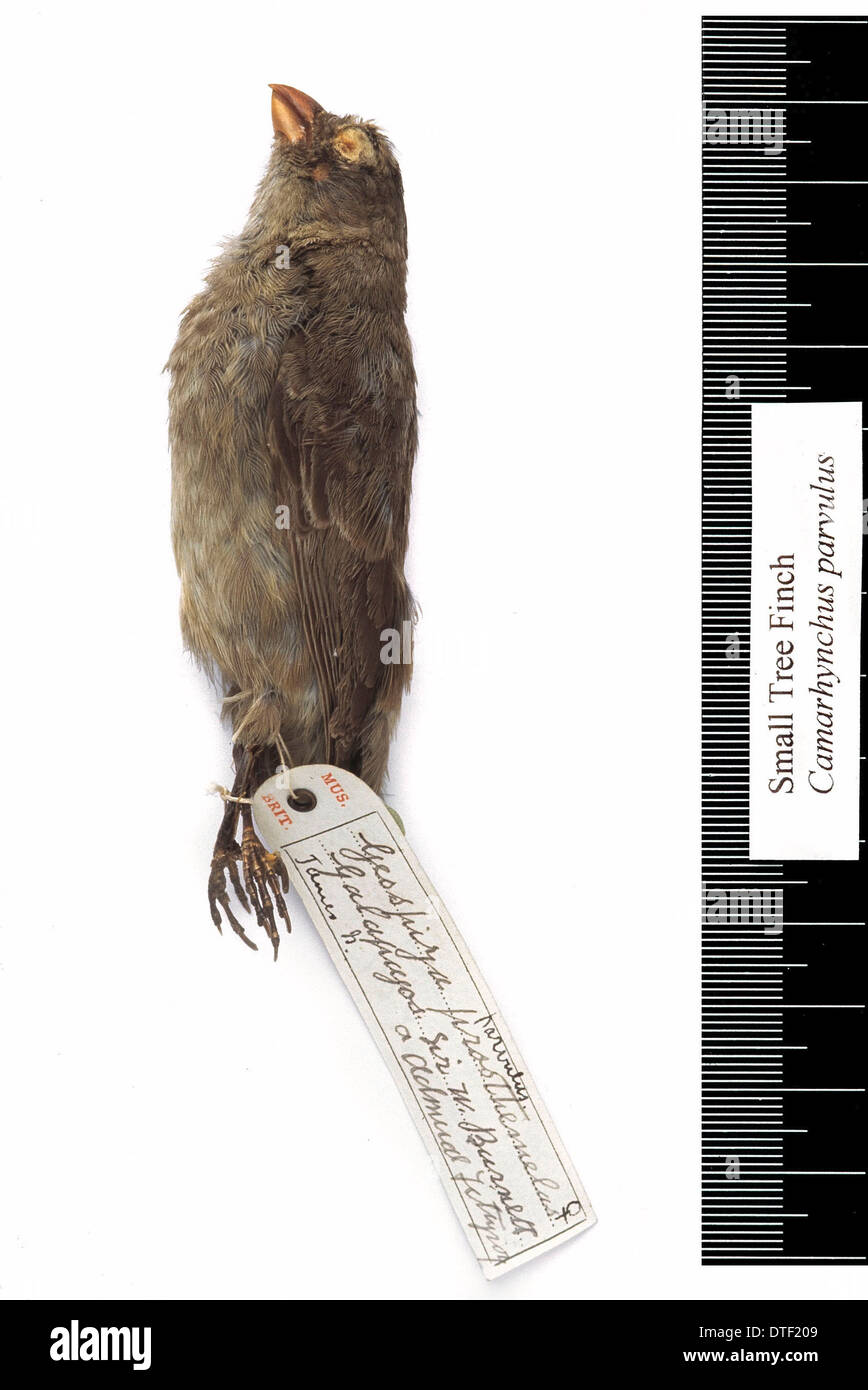 Camarhynchus parvulus, small tree finch Stock Photo - Alamy