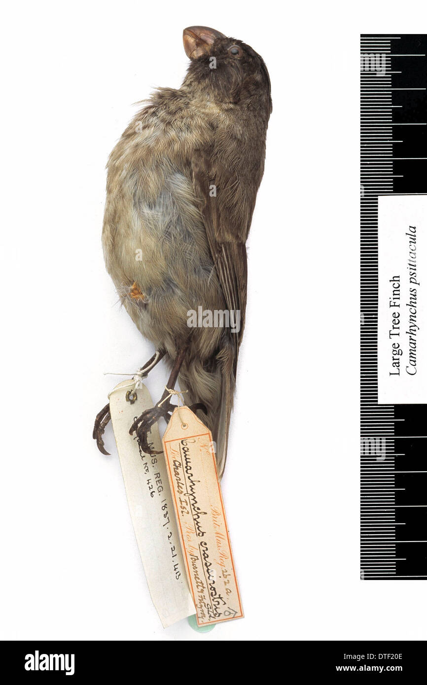 Camarhynchus psittacula, large tree finch Stock Photo - Alamy