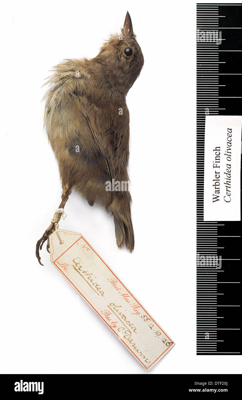 Certhidea olivacea, warbler-finch Stock Photo - Alamy