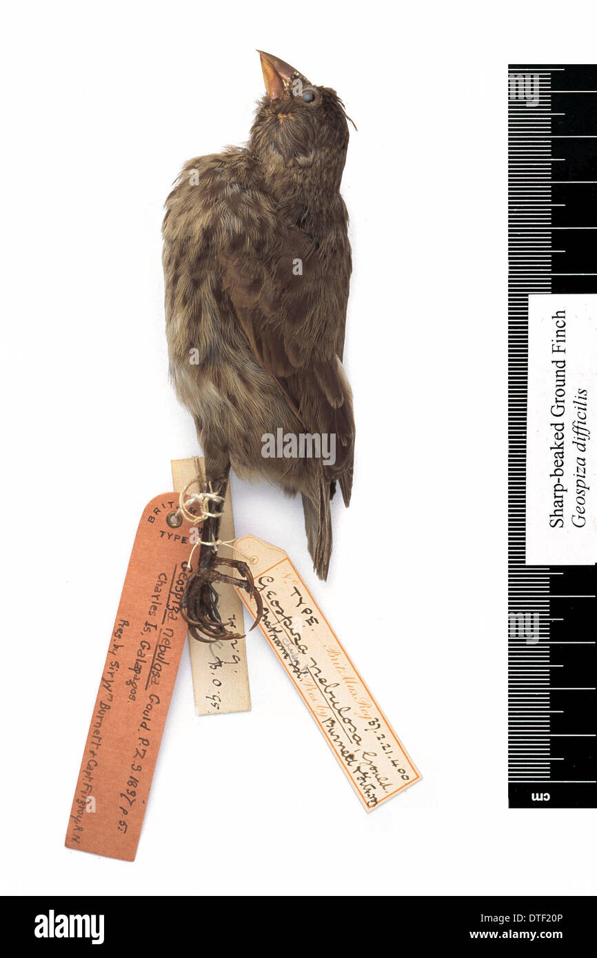 Geospiza difficilis, sharp-beaked ground finch Stock Photo - Alamy