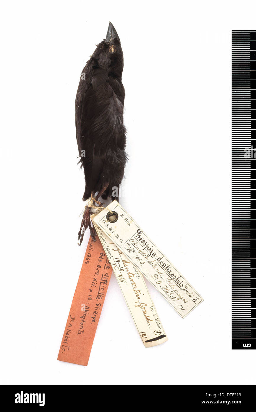 Geospiza difficilis, sharp-beaked ground finch Stock Photo - Alamy