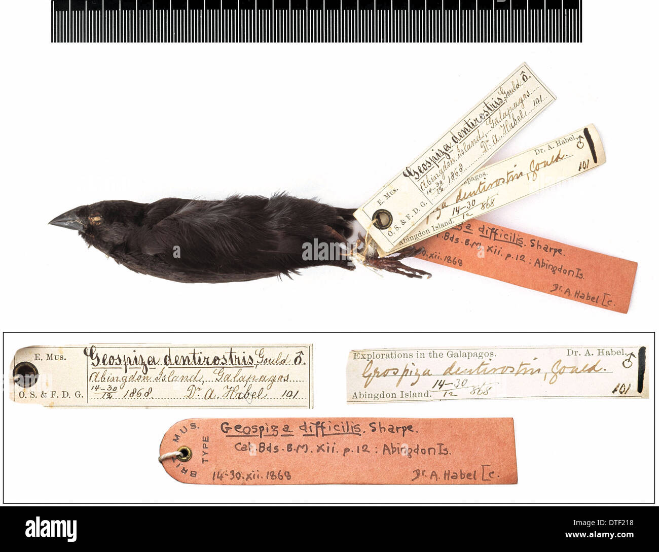 Geospiza difficilis, sharp-beaked ground finch with labels Stock Photo ...
