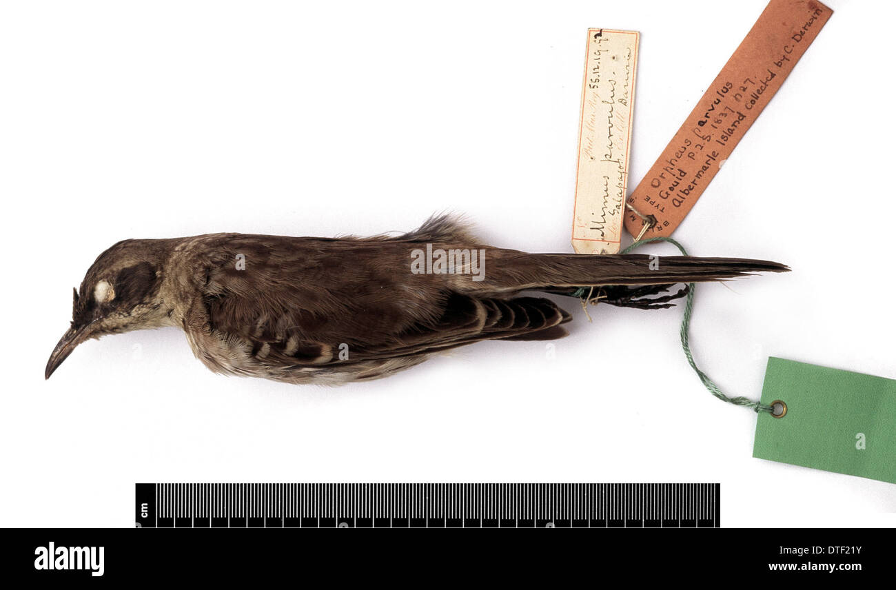 Darwin galapagos specimen hi-res stock photography and images - Alamy