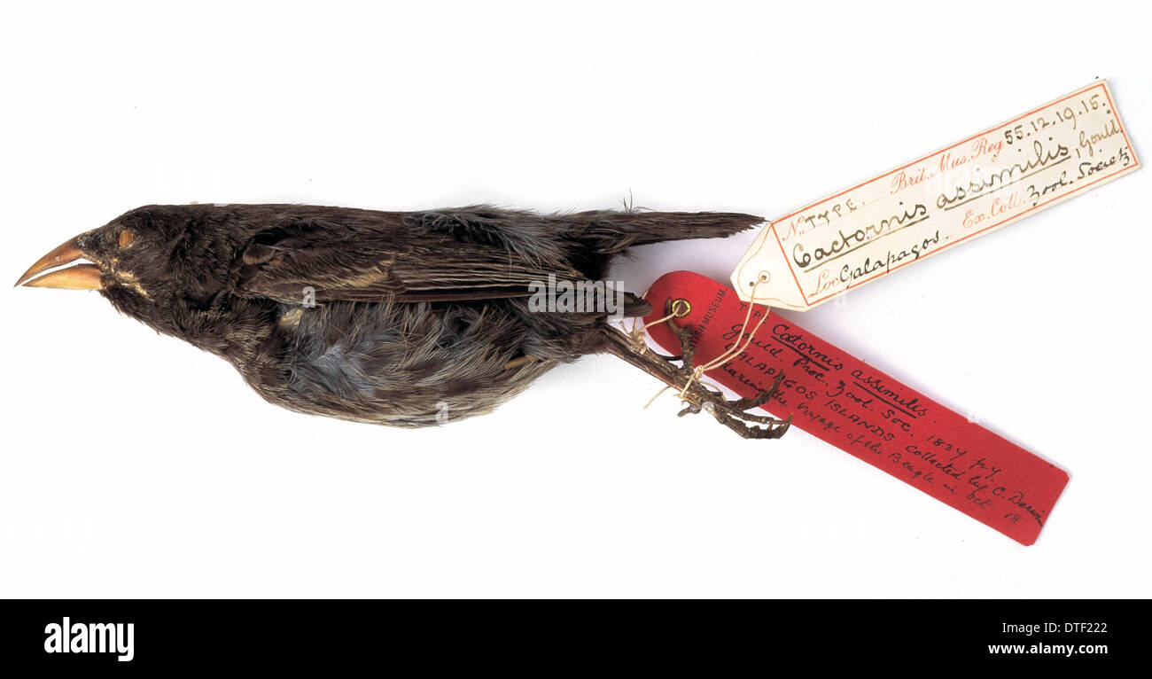 Geospiza scandens, common cactus finch Stock Photo - Alamy
