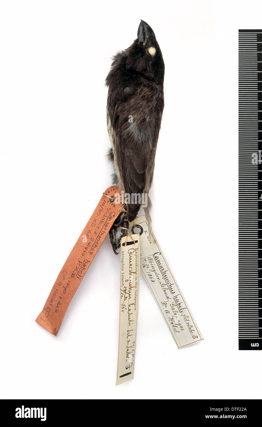 Camarhynchus psittacula habeli, large tree finch Stock Photo - Alamy