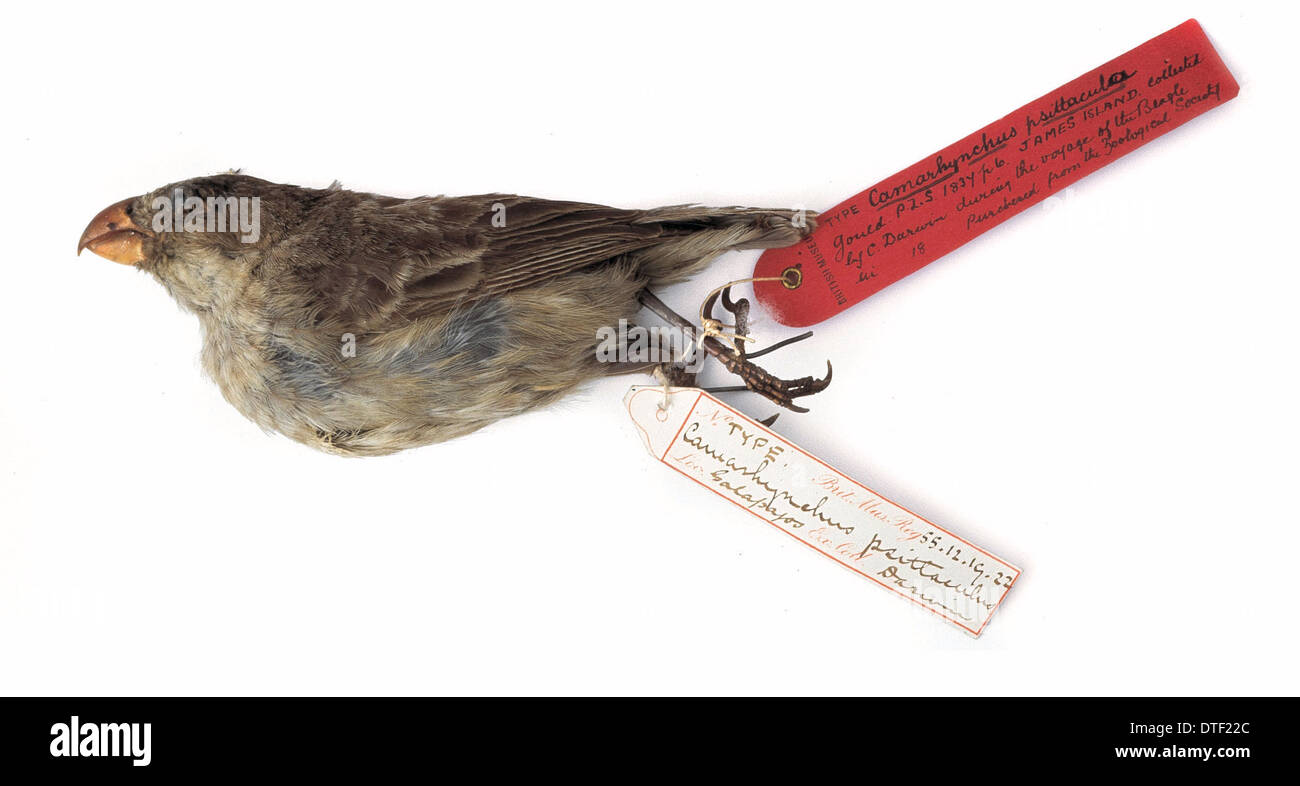Camarhynchus psittacula, large tree finch Stock Photo - Alamy