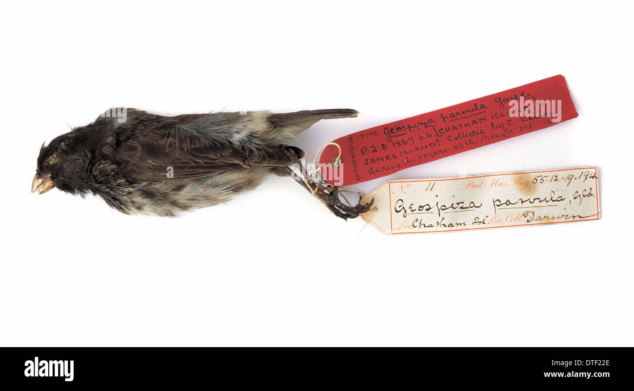 Camarhynchus parvulus, small tree finch Stock Photo - Alamy