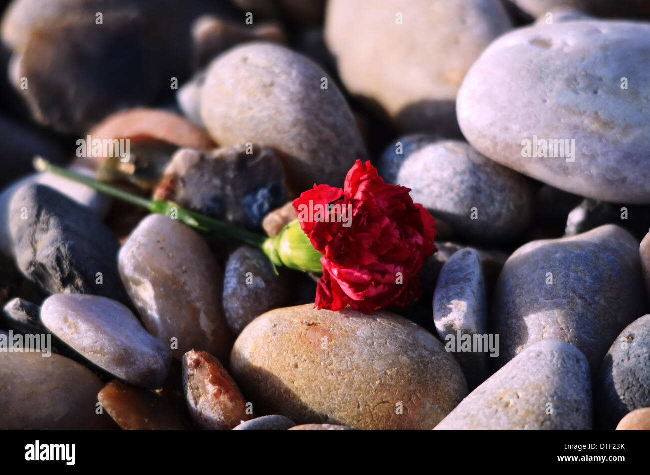Roses and Carnations washed up on the beach Stock Photo - Alamy