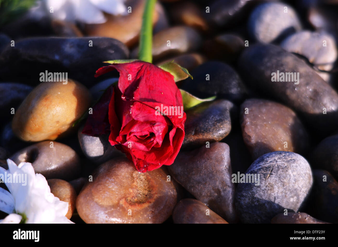 Roses washed up on the beach Stock Photo - Alamy