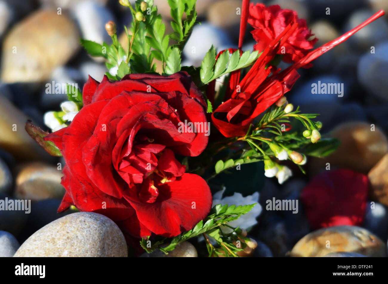 Roses washed up on the beach Stock Photo - Alamy