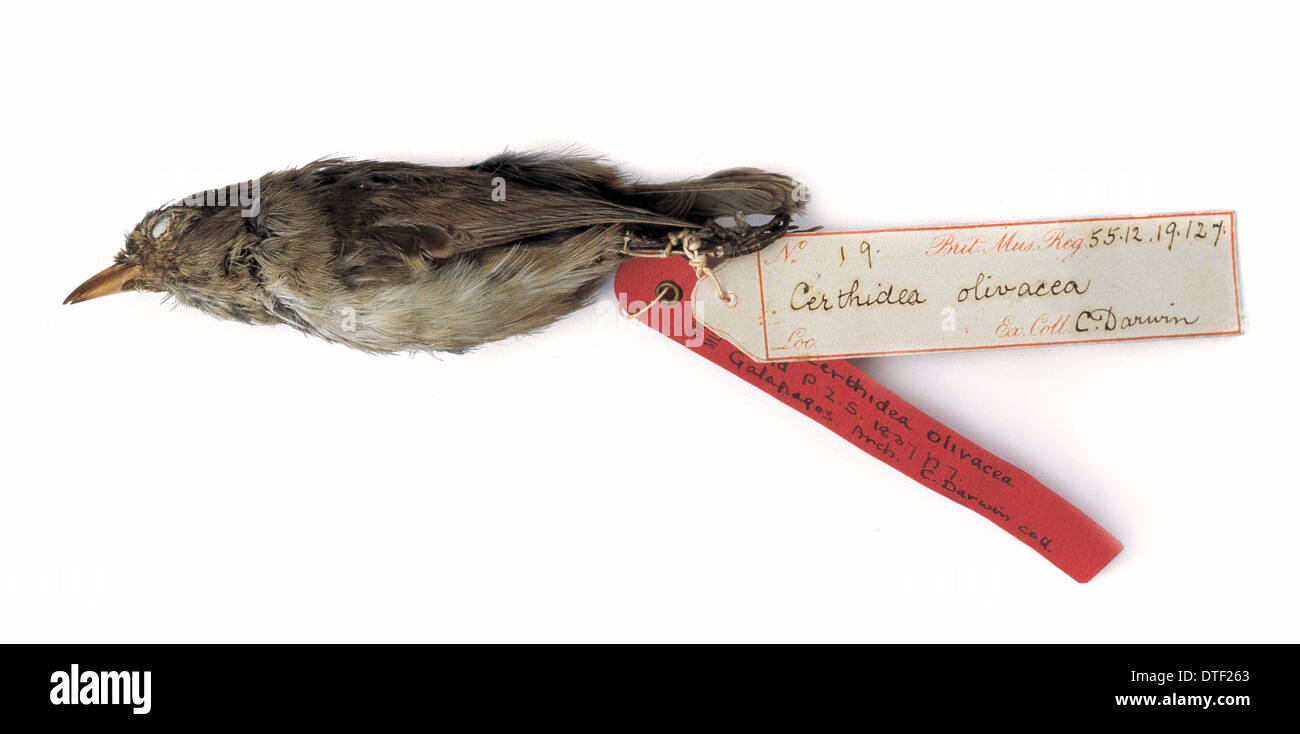 Olivacea Cut Out Stock Images & Pictures - Alamy