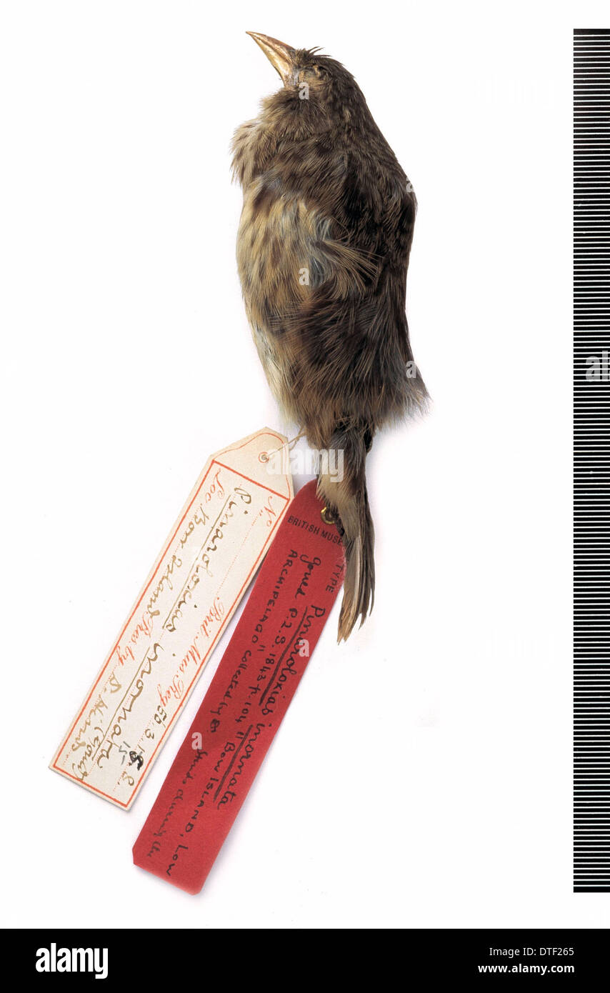 Inornata hi-res stock photography and images - Alamy