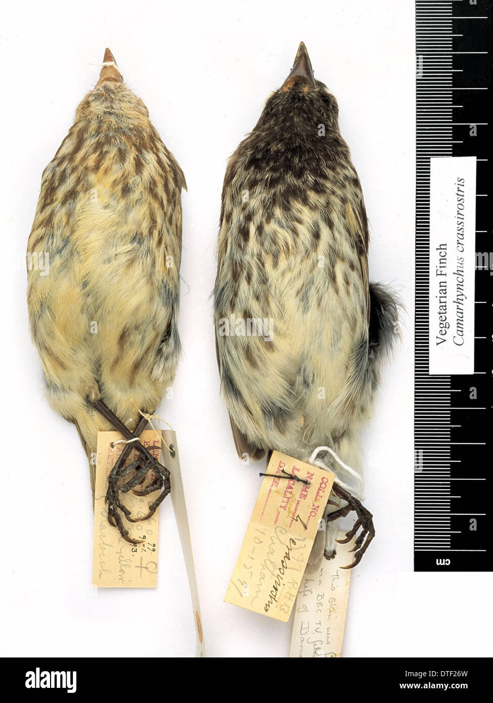 Camarhynchus crassirostris, vegetarian finch Stock Photo - Alamy