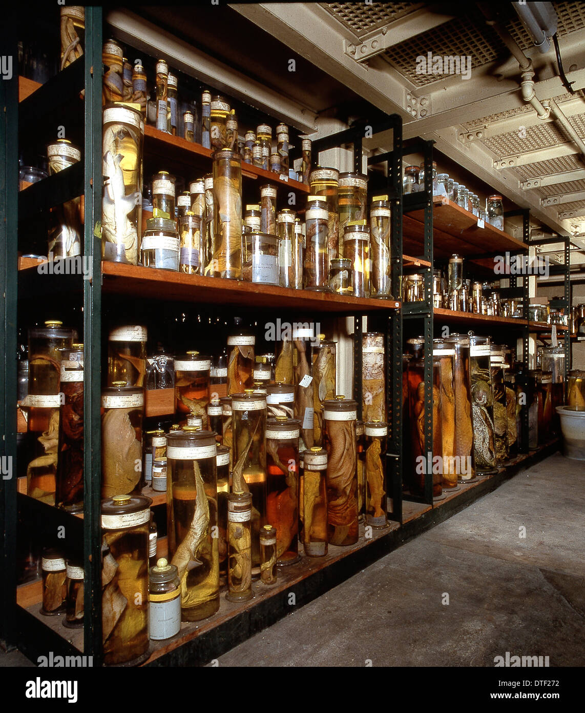 Animal specimens in jar hi-res stock photography and images - Alamy