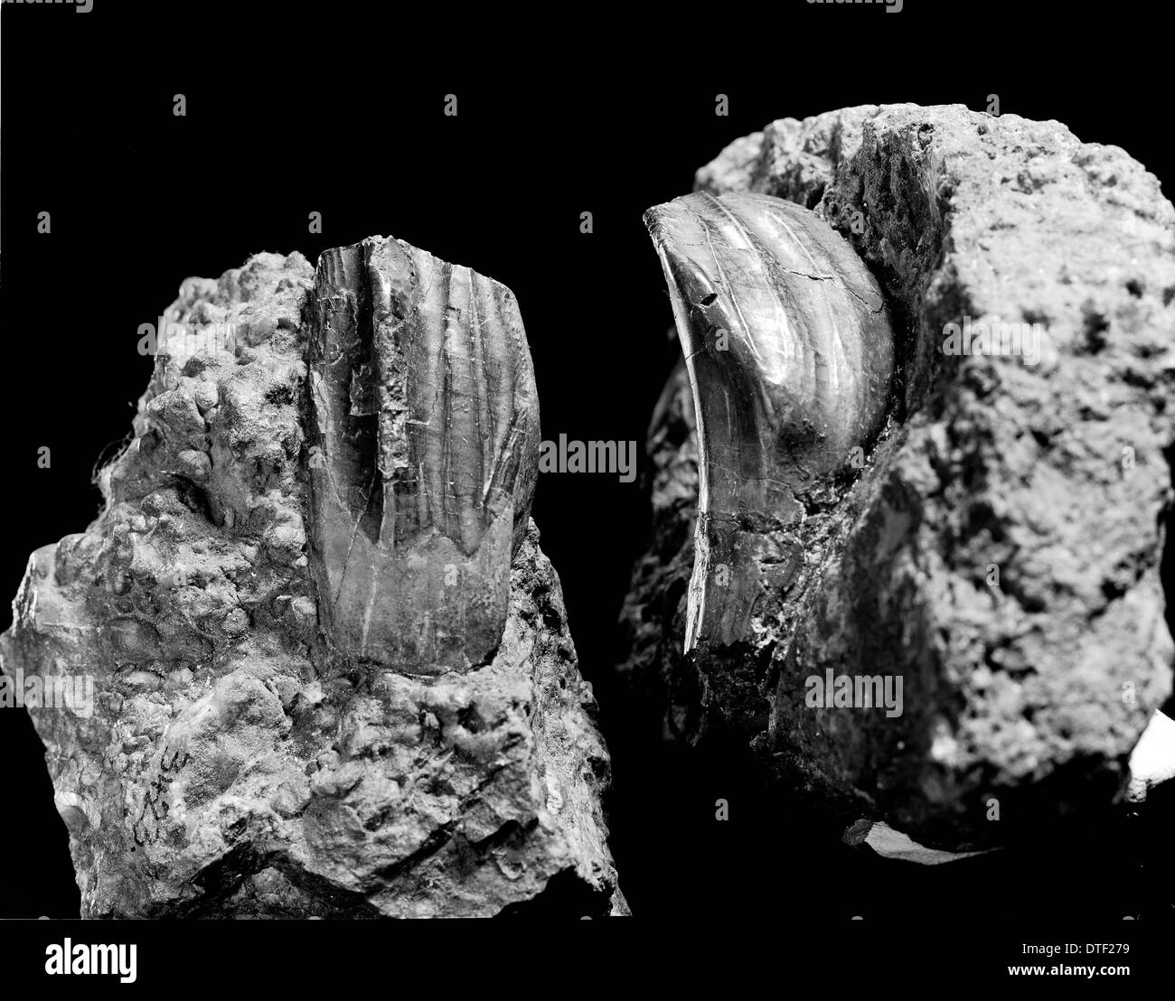 Anatomy of iguanodon hi-res stock photography and images - Alamy