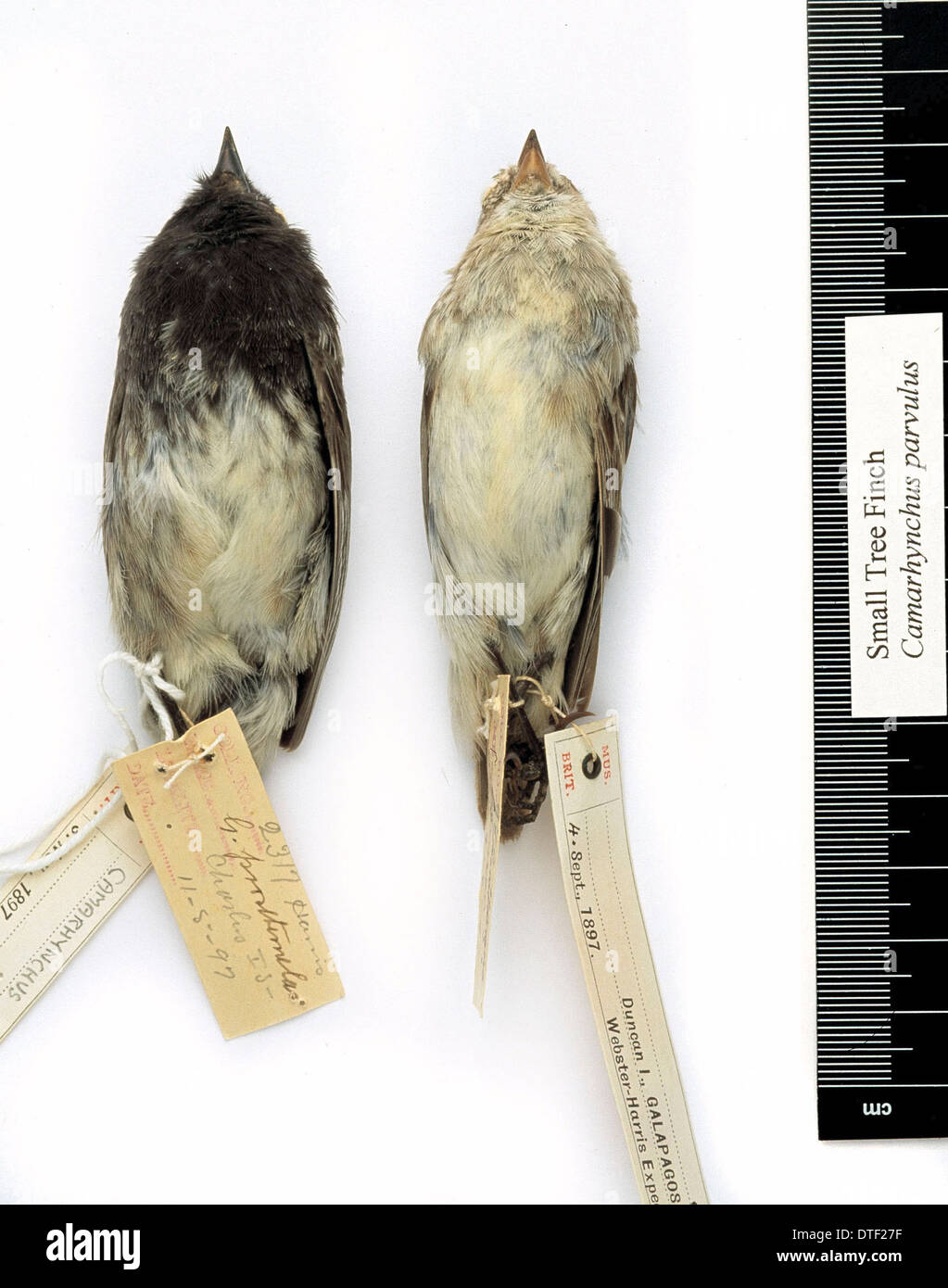 Camarhynchus parvulus, small tree finch Stock Photo - Alamy