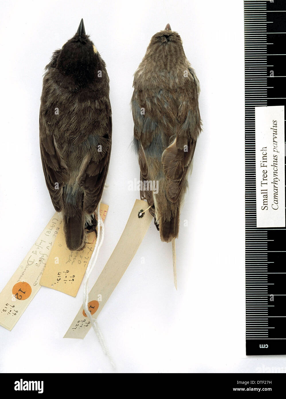 Camarhynchus parvulus, small tree finch Stock Photo - Alamy