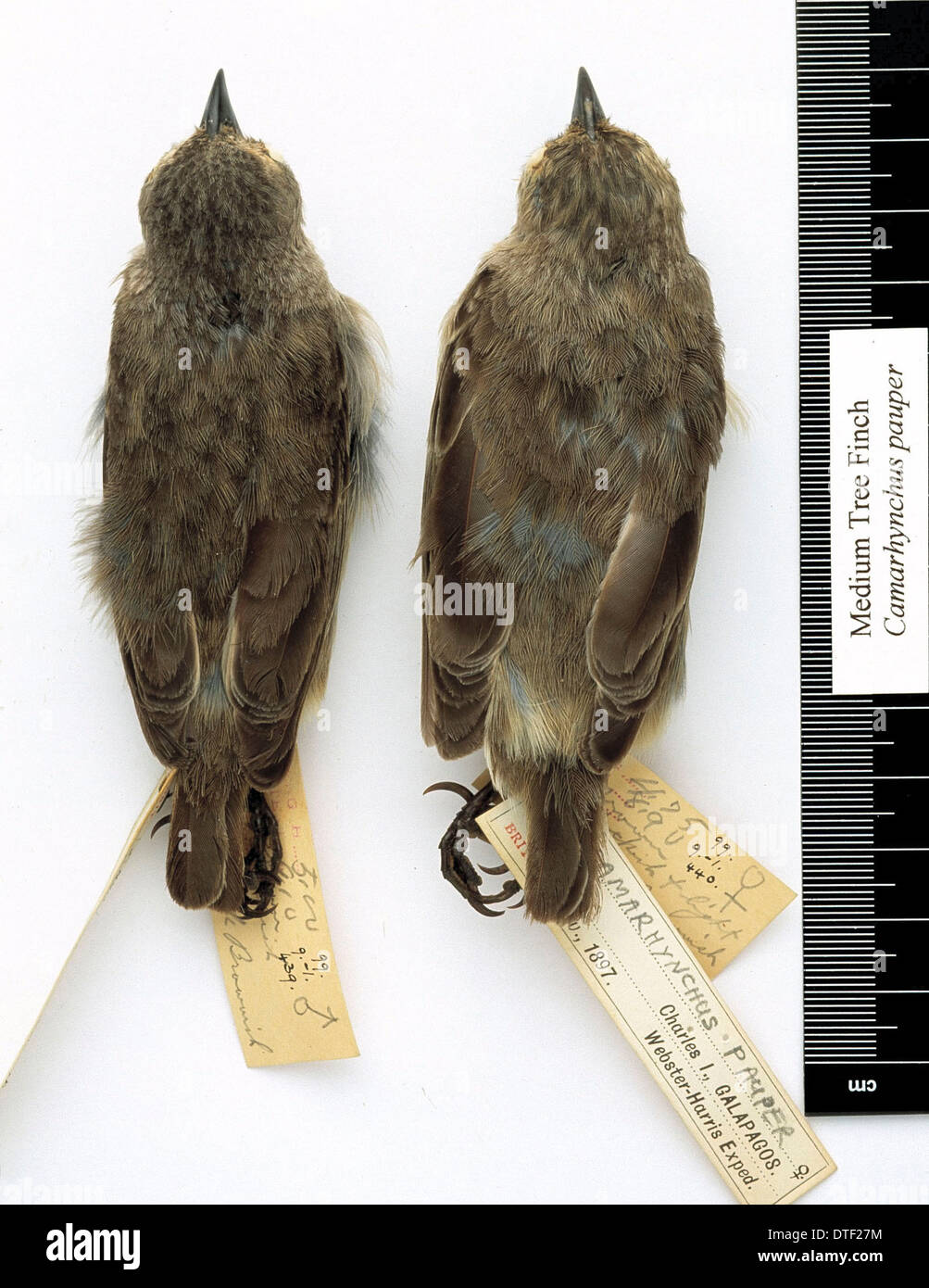 Camarhynchus pauper, medium tree finch Stock Photo - Alamy