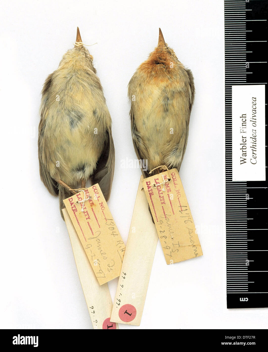 Certhidea olivacea, warbler-finch Stock Photo - Alamy