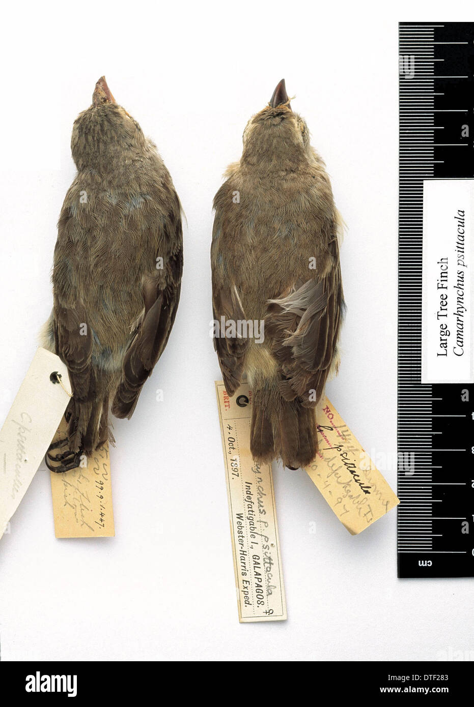 Camarhynchus psittacula, large tree finch Stock Photo - Alamy