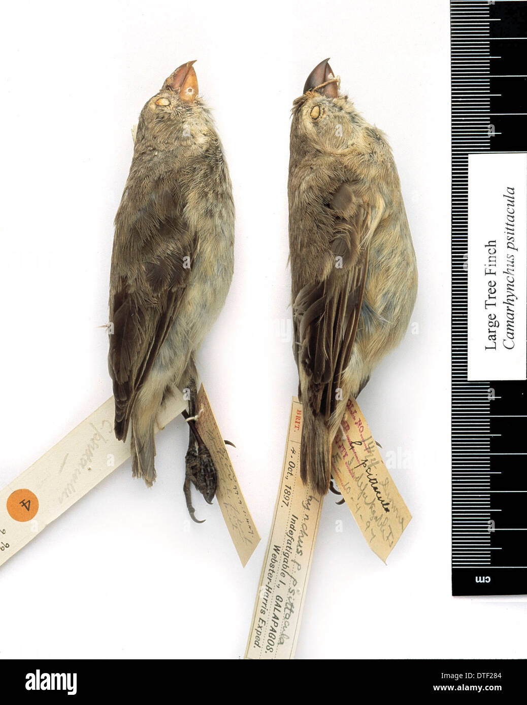 Camarhynchus psittacula, large tree finch Stock Photo - Alamy