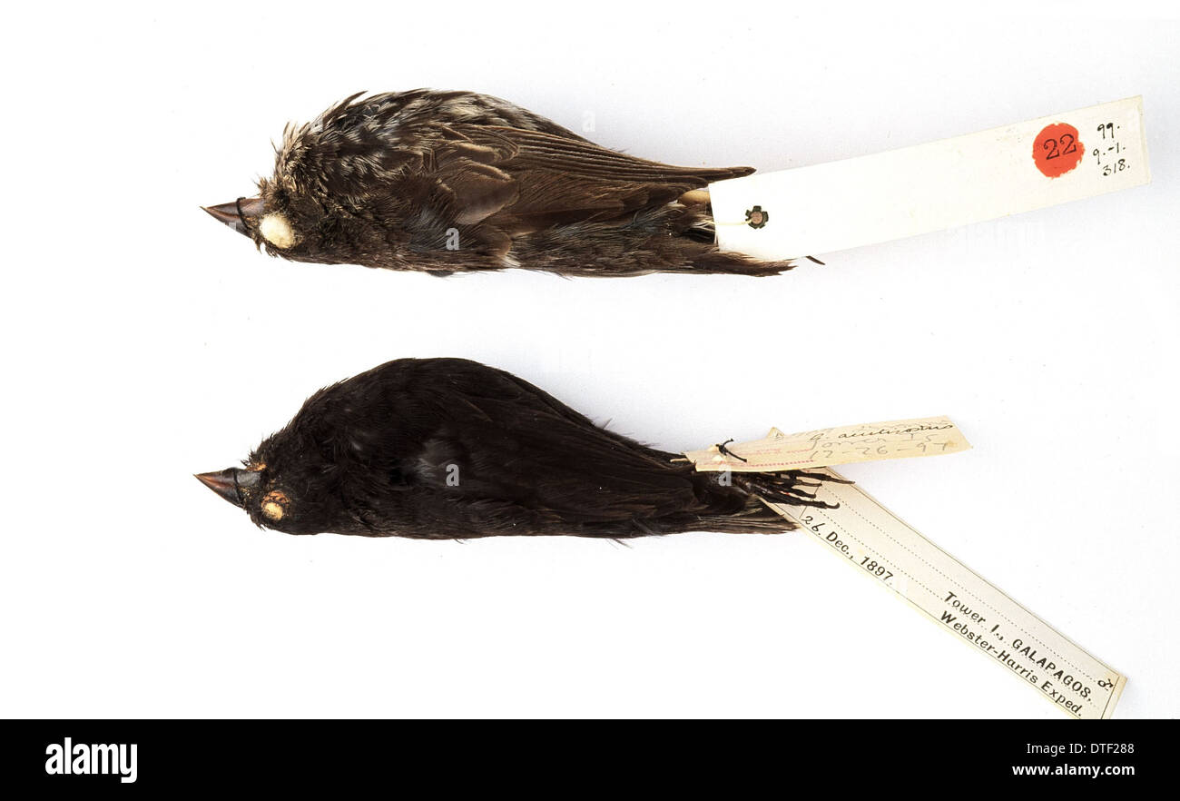 Geospiza difficilis, sharp-beaked ground finch Stock Photo - Alamy