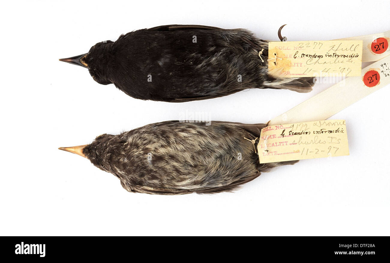 Geospiza scandens, common cactus finch Stock Photo - Alamy