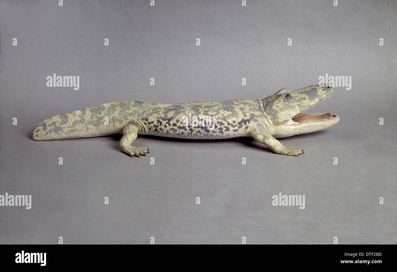 Paracyclotosaurus davidi, model Stock Photo - Alamy