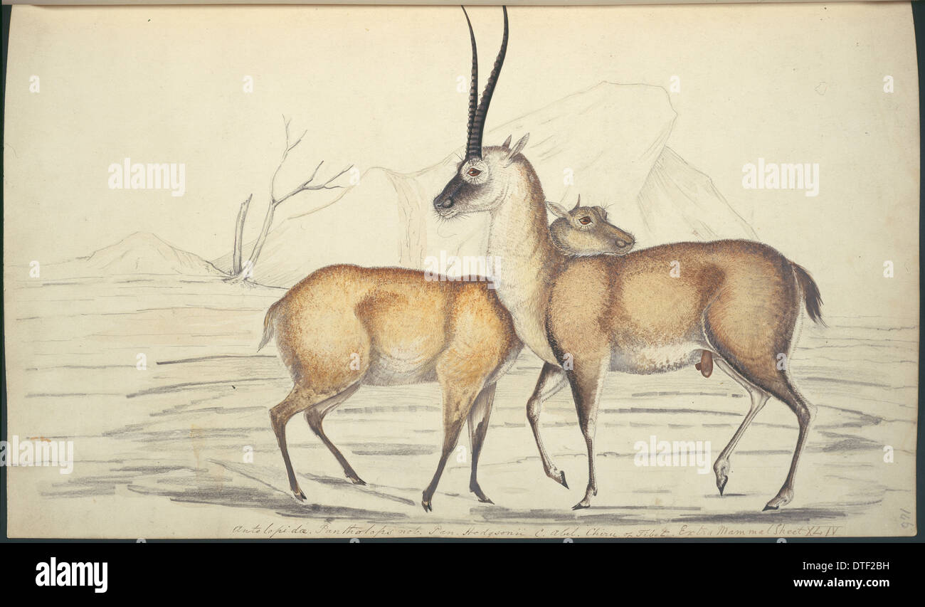 Pantholops hodgsonii, chiru Stock Photo - Alamy