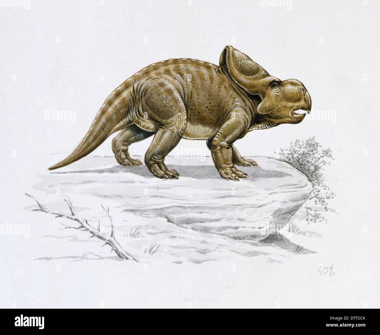 Dinosaur Revolution Protoceratops