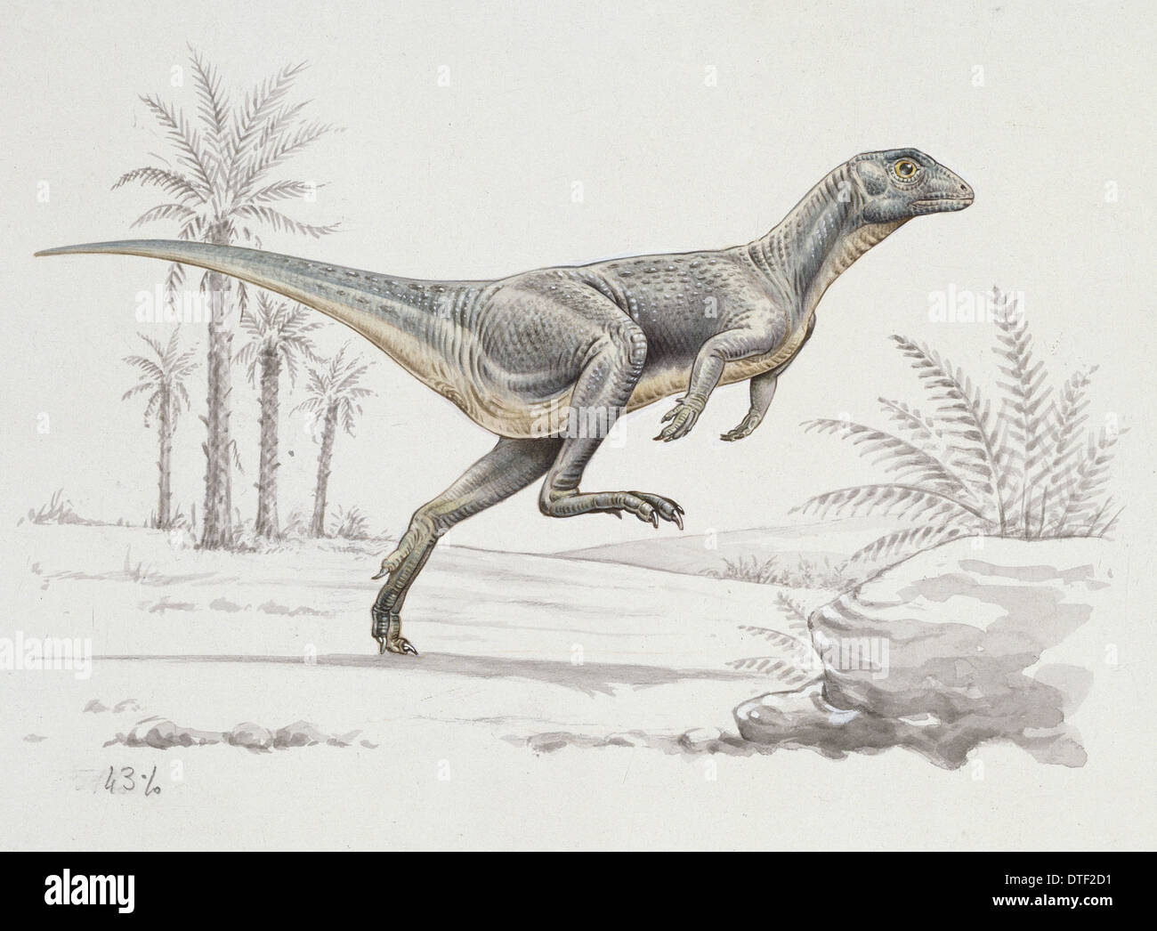 Ornithopod High Resolution Stock Photography and Images - Alamy